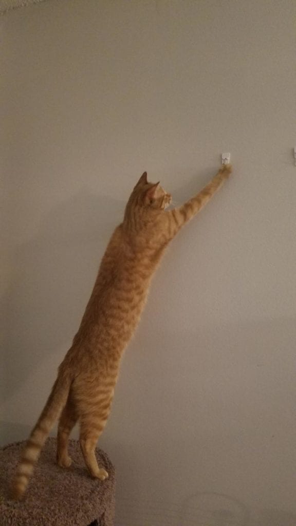 People are posting photos of their super long cats that just go on and on