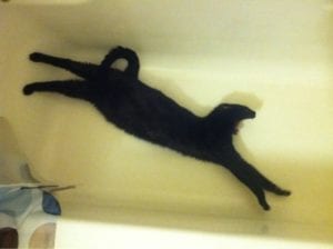 People are posting photos of their super long cats that just go on and on