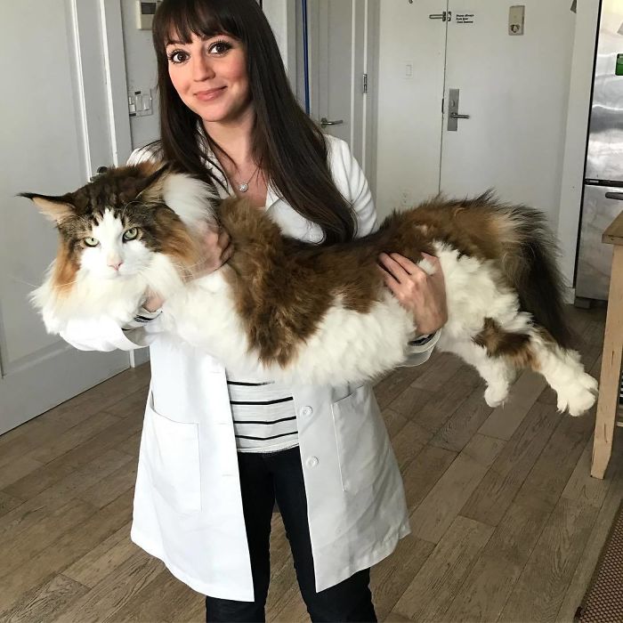 People are posting photos of their super long cats that just go on and on