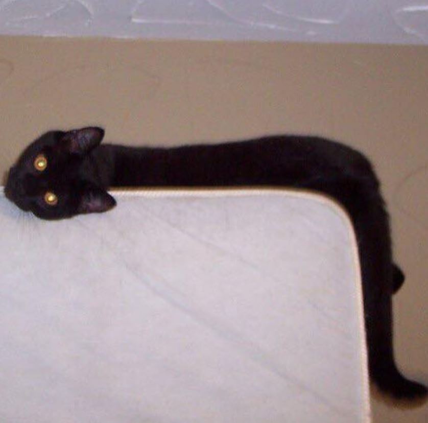 People are posting photos of their super long cats that just go on and on