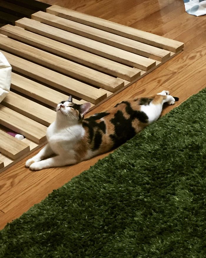 People are posting photos of their super long cats that just go on and on