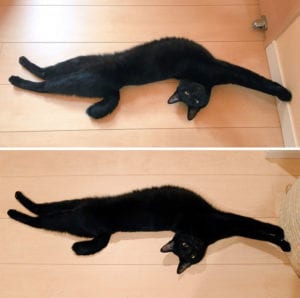 People are posting photos of their super long cats that just go on and on