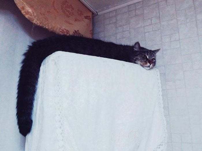 People are posting photos of their super long cats that just go on and on