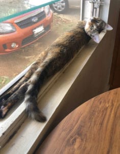 People are posting photos of their super long cats that just go on and on