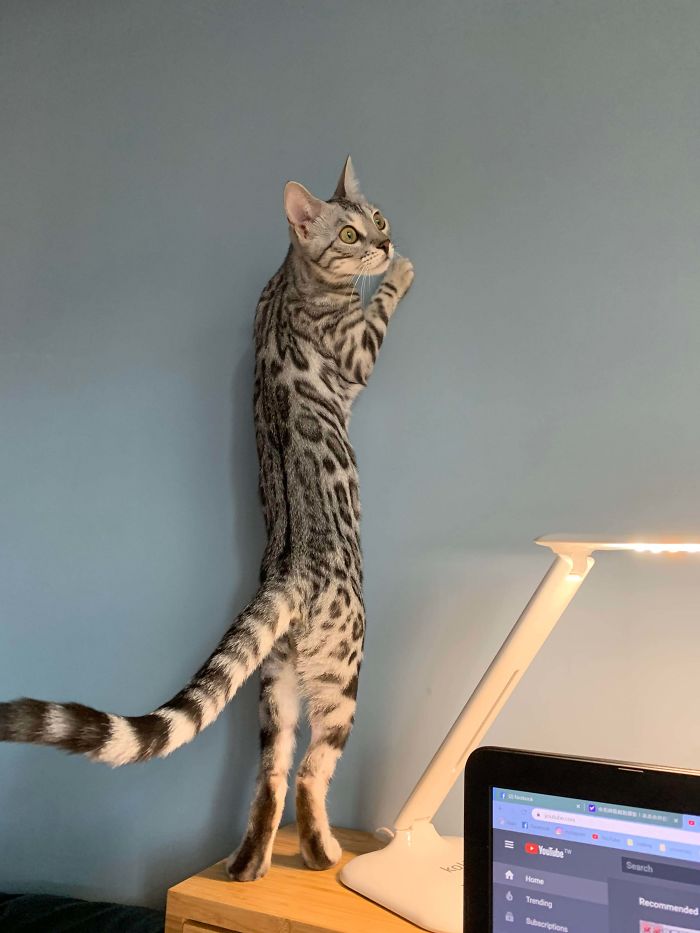 People are posting photos of their super long cats that just go on and on