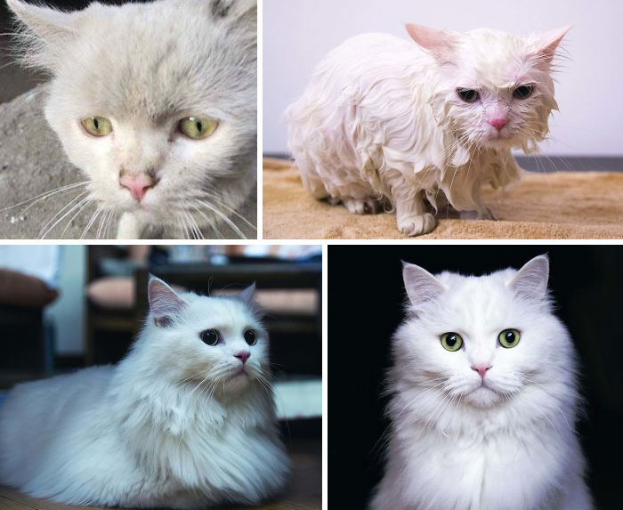 75 Owners share photos of their cat’s amazing transformation after adoption