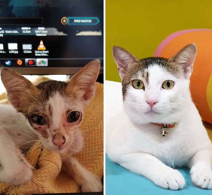 75 Owners share photos of their cat’s amazing transformation after adoption