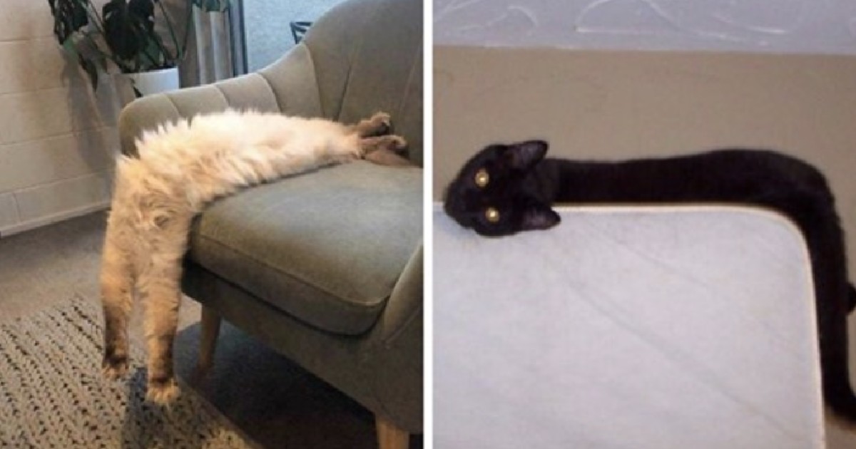 People are posting photos of their super long cats that just go on and on