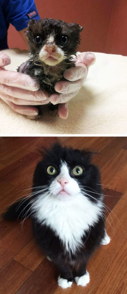 75 Owners share photos of their cat’s amazing transformation after adoption