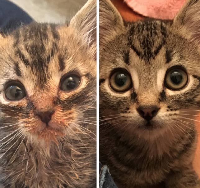 75 Owners share photos of their cat’s amazing transformation after adoption