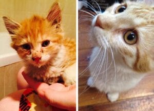 75 Owners share photos of their cat’s amazing transformation after adoption