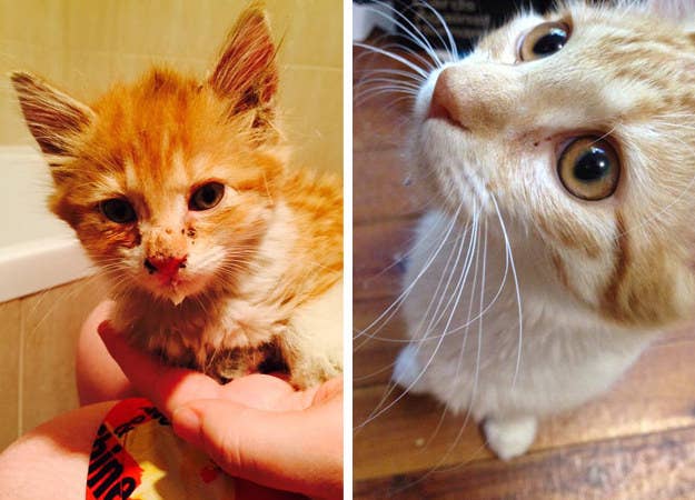 75 Owners share photos of their cat’s amazing transformation after adoption