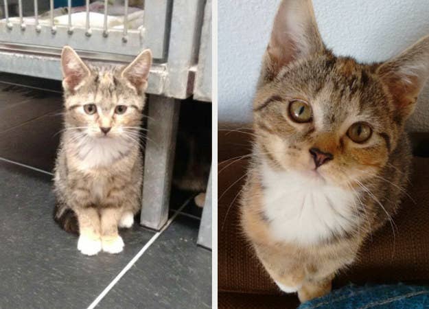 75 Owners share photos of their cat’s amazing transformation after adoption