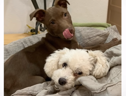 Shelter Dog Flashes Heartmelting Smile For Rescuers