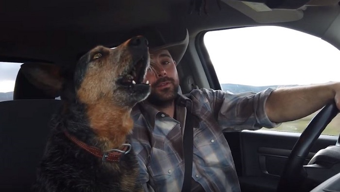 Dog has 1 favorite country song she can't resist singing with owner