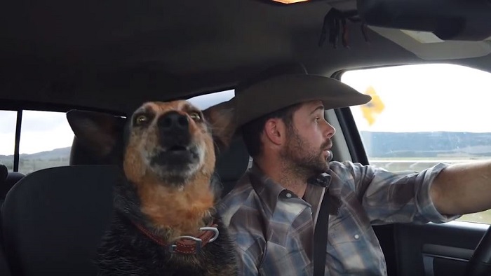 Dog has 1 favorite country song she can't resist singing with owner