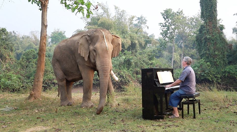 Elephant decides to give piano playing a try while listening to man play