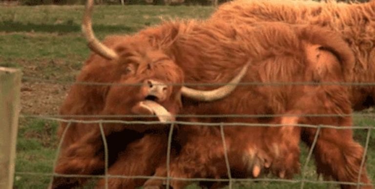 60 Cows being too cute, and proving they’re just big puppies