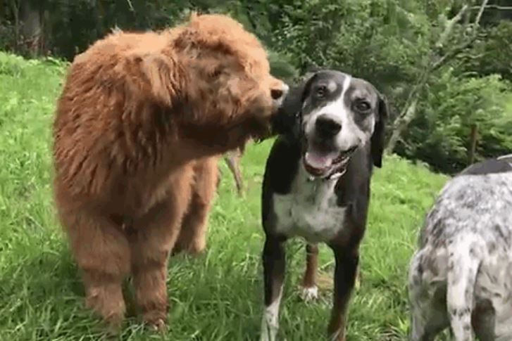 60 Cows being too cute, and proving they’re just big puppies