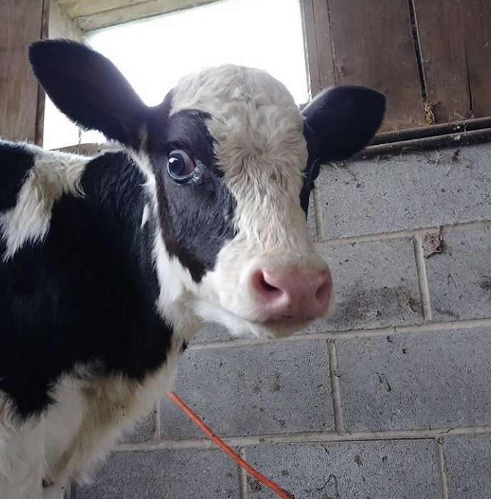 60 Cows being too cute, and proving they’re just big puppies