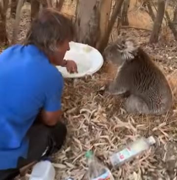 Man rescues thirsty koala never anticipating ‘thank you’ in return