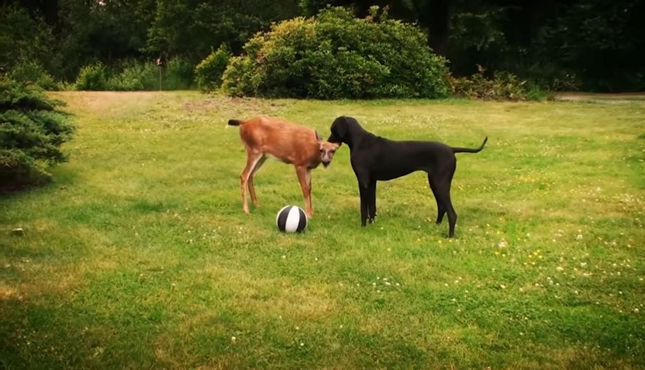 Wild deer keeps visiting Great Dane despite living totally different lives