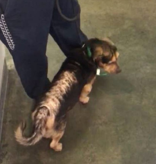 Couple adopt sad dog despite multiple warnings from the animal shelter