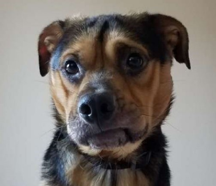 Couple adopt sad dog despite multiple warnings from the animal shelter