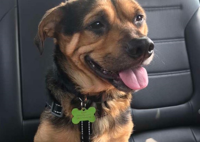 Couple adopt sad dog despite multiple warnings from the animal shelter