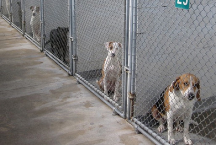 Couple adopt sad dog despite multiple warnings from the animal shelter