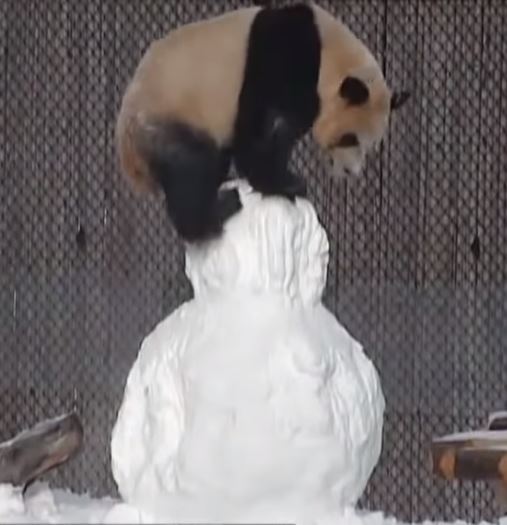 Zookeepers build snowman inside panda's home then capture his reaction