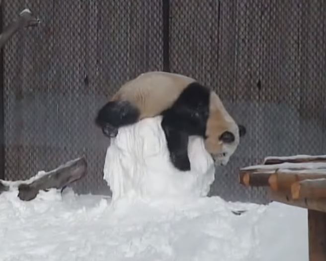 Zookeepers build snowman inside panda's home then capture his reaction
