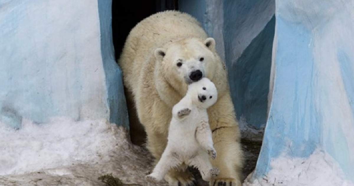 65 Sweetest animal kingdom moments between adult animals and their babies