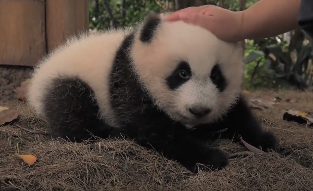 Zookeeper encourages baby panda to walk but baby not having it