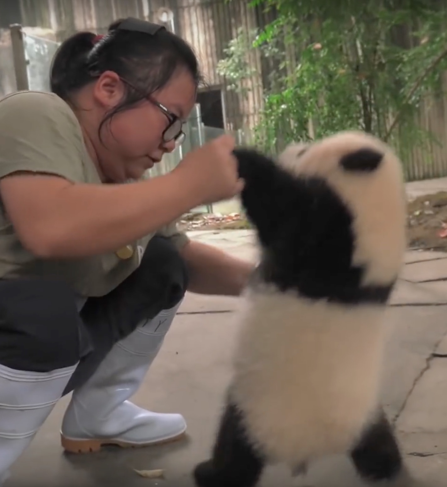 Zookeeper encourages baby panda to walk but baby not having it