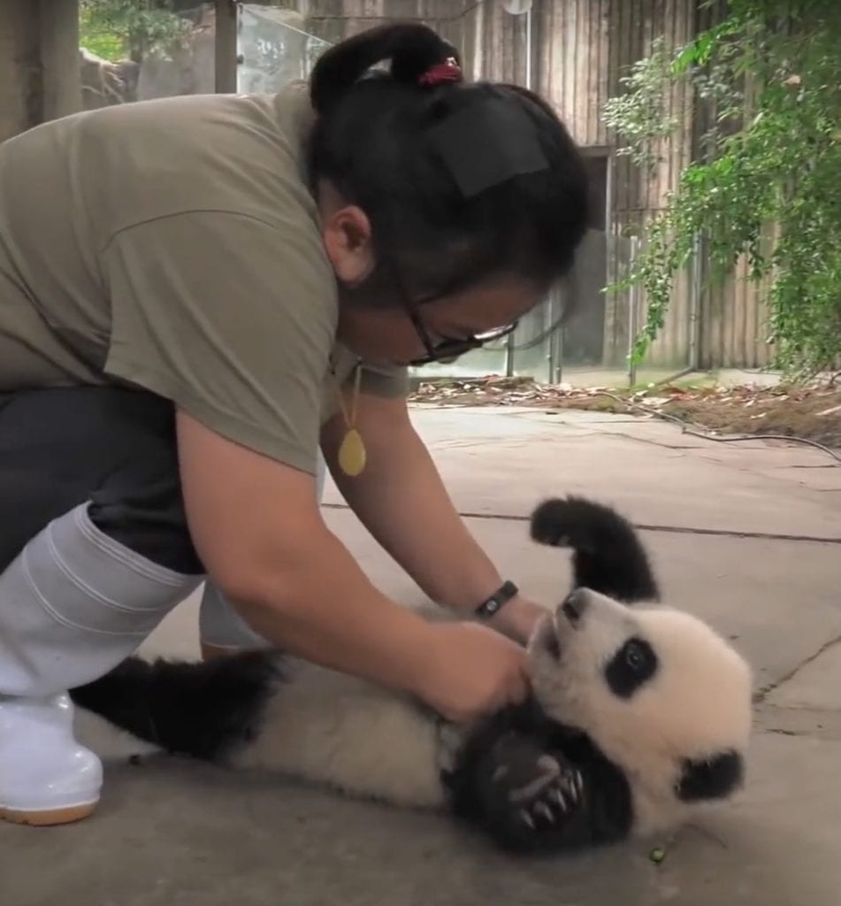 Zookeeper encourages baby panda to walk but baby not having it