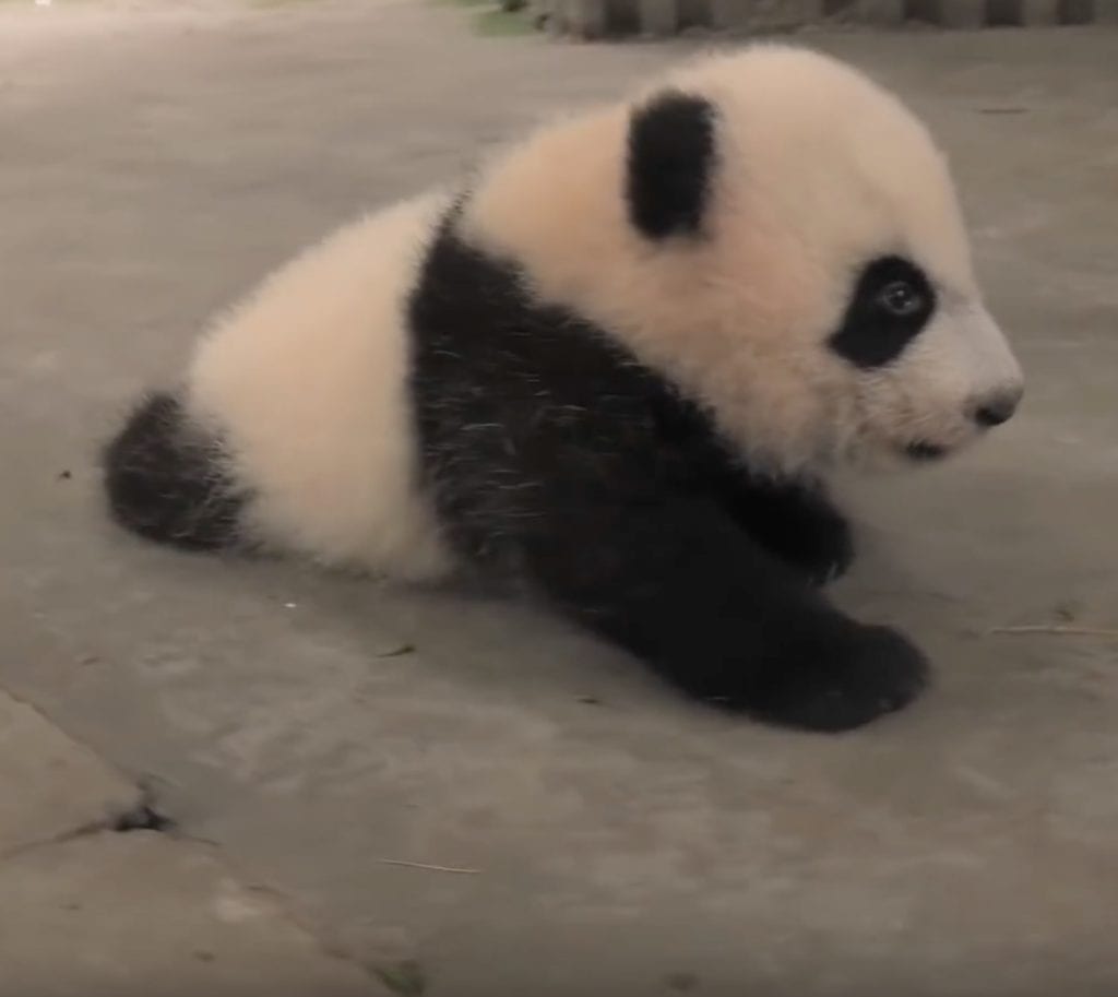 Zookeeper encourages baby panda to walk but baby not having it