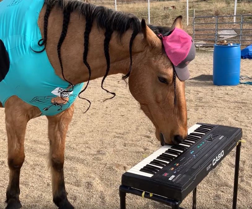 Woman And Her Horse Bring Smiles With Latest Internet Dance Challenge