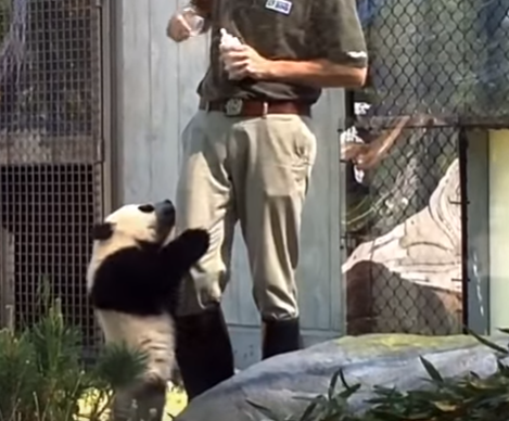Zookeeper Feeds And Burps Baby Panda