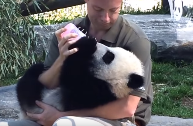 Zookeeper Feeds And Burps Baby Panda