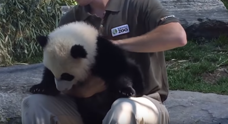 Zookeeper Feeds And Burps Baby Panda