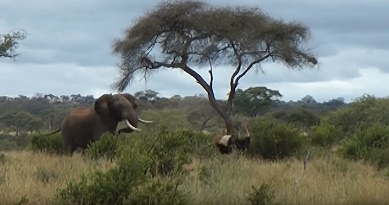 Elephant interrupts ostrich fight in the knick of time