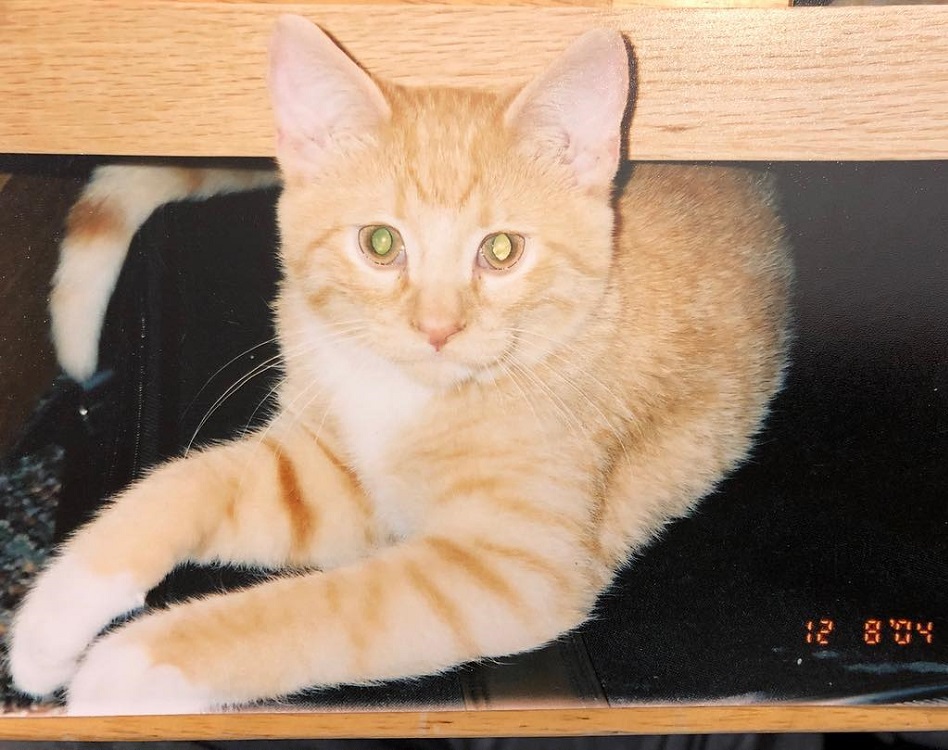 Little Girl Sings Touching Song To Cat Before He Passes