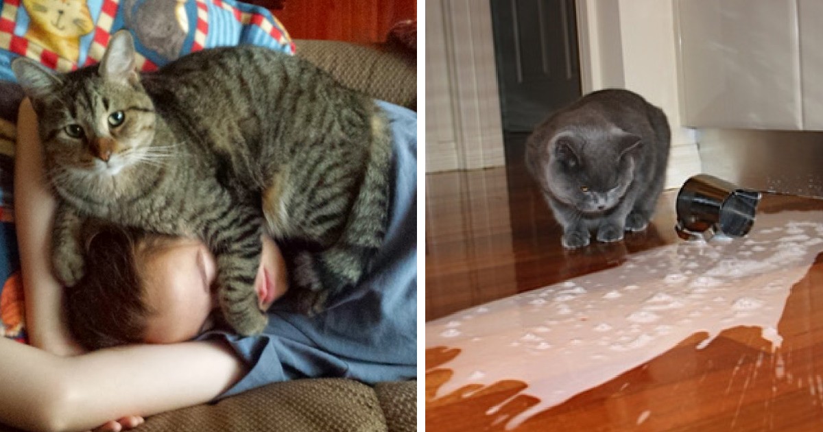 65 Times grumpy cats were caught red-handed being rude