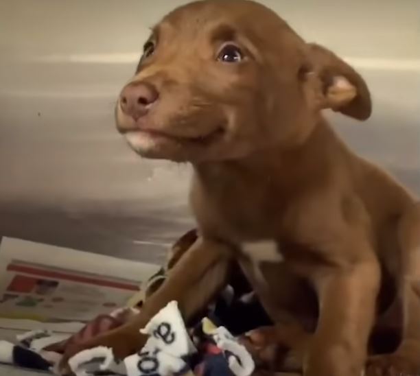 Sweet puppy won't stop smiling in shelter kennel until she gets adopted