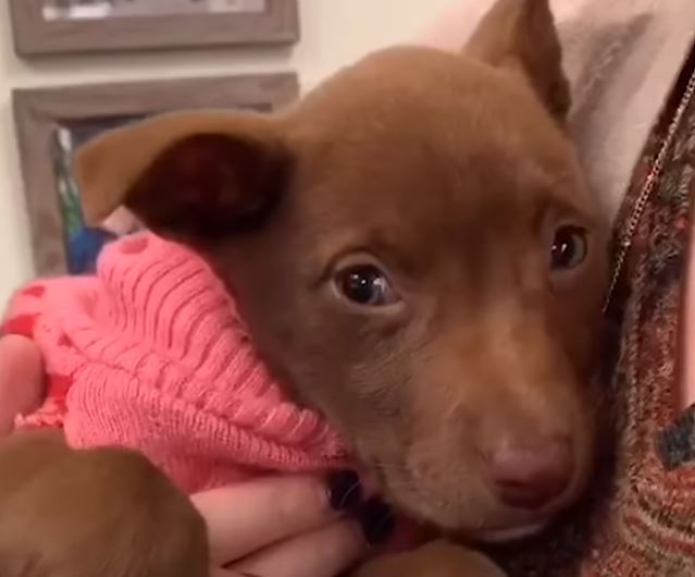 Sweet puppy won't stop smiling in shelter kennel until she gets adopted