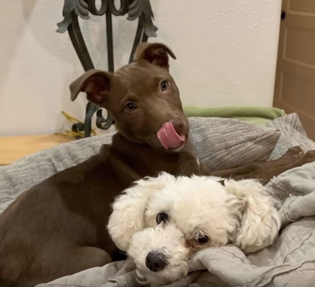 Sweet puppy won't stop smiling in shelter kennel until she gets adopted