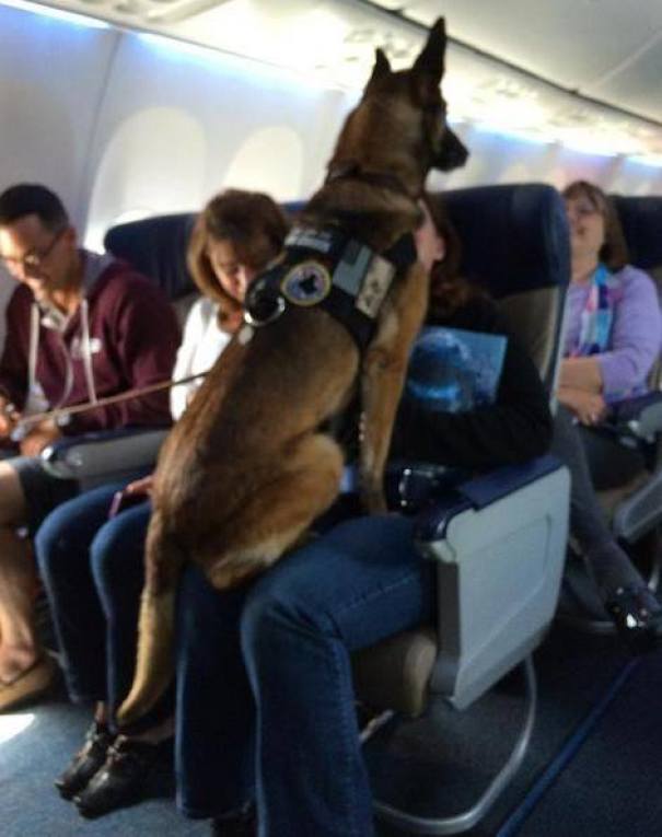 75 Of The Cutest Animals To Ever Ride An Airplane