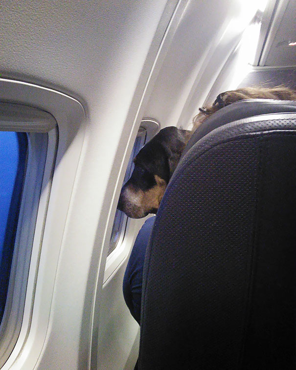 75 Of The Cutest Animals To Ever Ride An Airplane