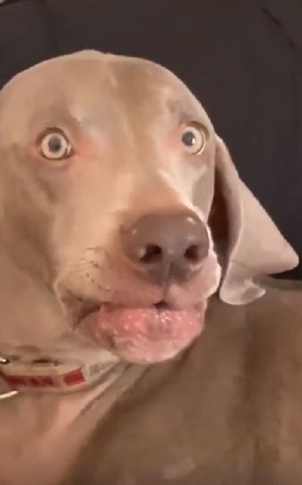 Dog is Billy Joel fan but has 1 favorite song he has to sing when owner ...